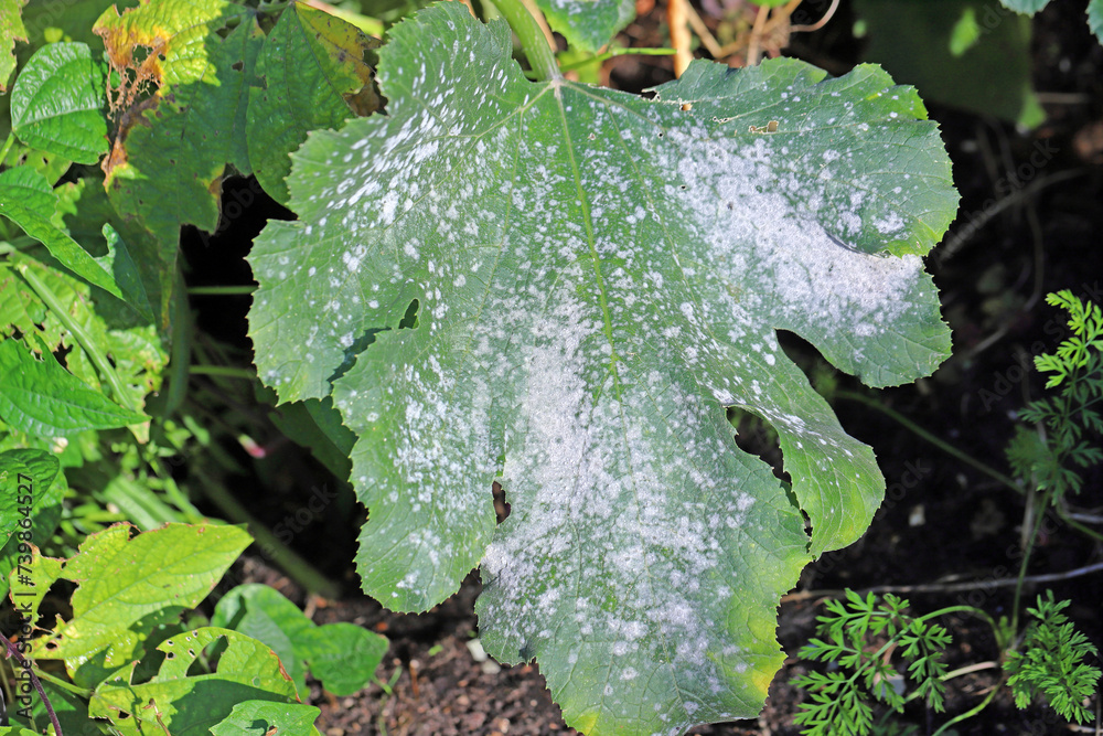 Cucurbit powdery mildew on zucchini is a fungal disease of zucchini ...