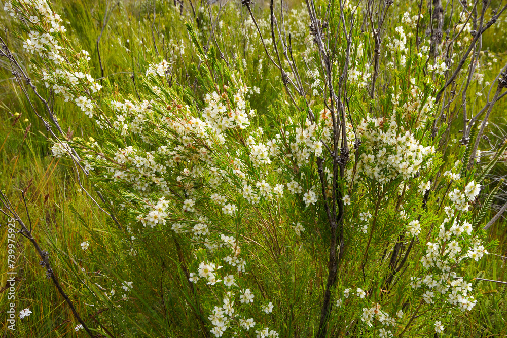 Tea tree (Leptospermum scoparium), a white-flowering shrub in the ...