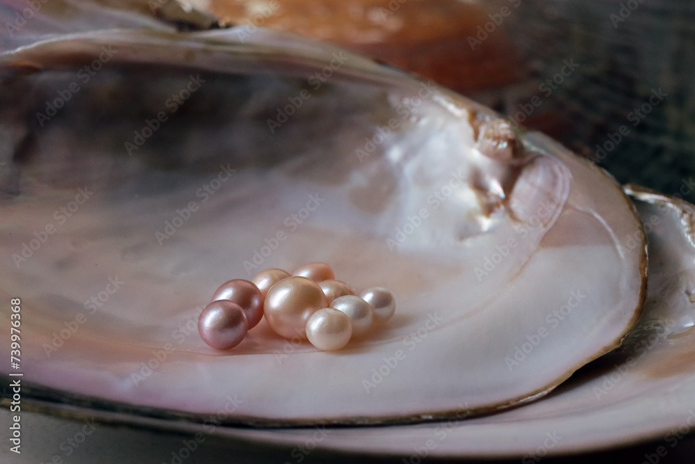 Freshwater pearls on an open pearl clam shell. Photographed in Shanghai ...