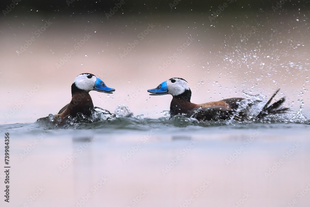 Two white-headed ducks in animated interaction on the water, splashing ...