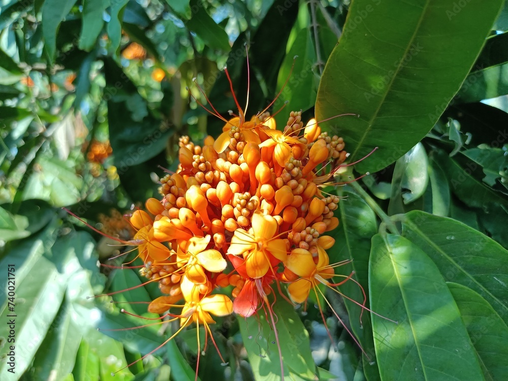 Saraca asoca, commonly known as the ashoka tree, is a plant belonging ...