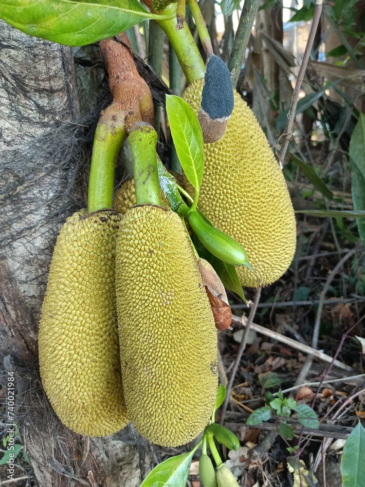 The jackfruit is the fruit of jack tree Artocarpus heterophyllus, a ...