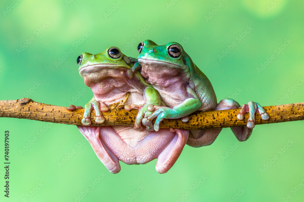 White's tree frog (Litoria caerulea), also known as the Australian ...
