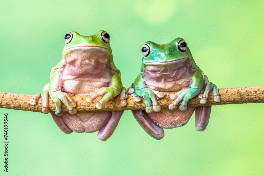 Foto de White's tree frog (Litoria caerulea), also known as the ...