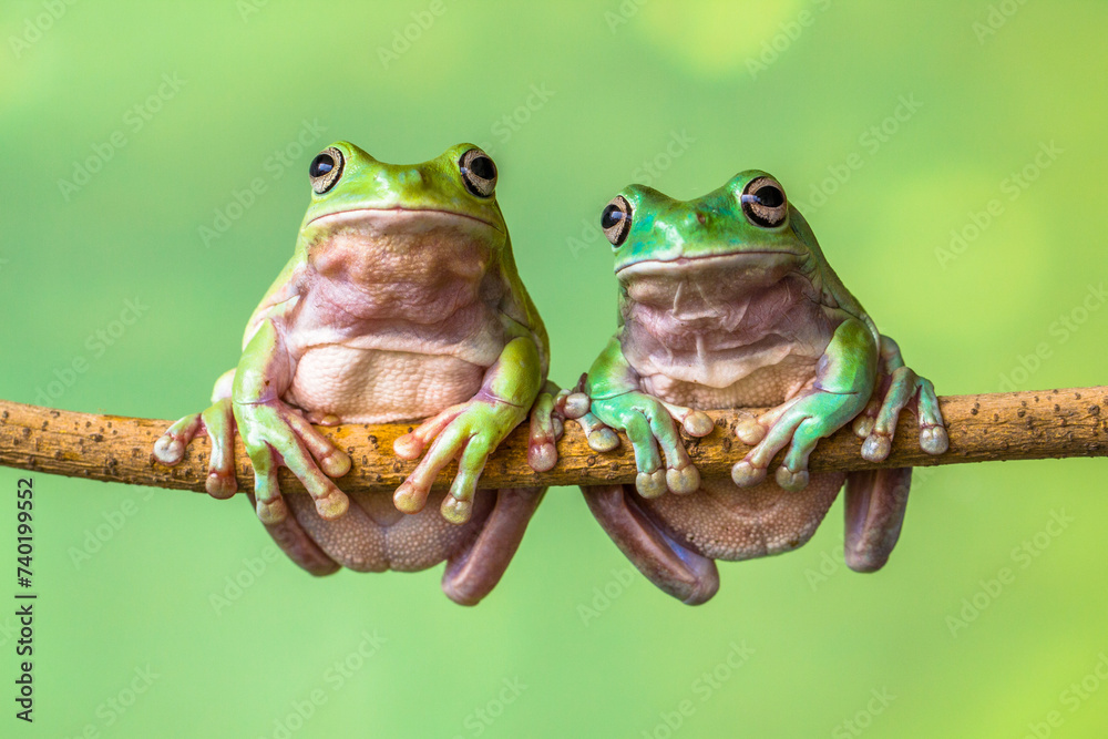White's tree frog (Litoria caerulea), also known as the Australian ...