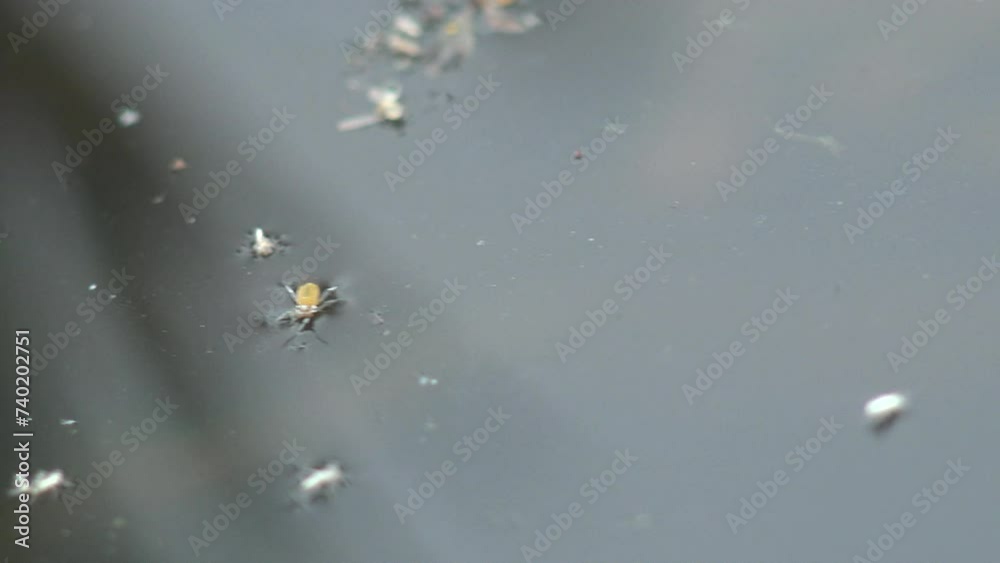 Vidéo Stock An insect beetle has landed on water - tension of water ...