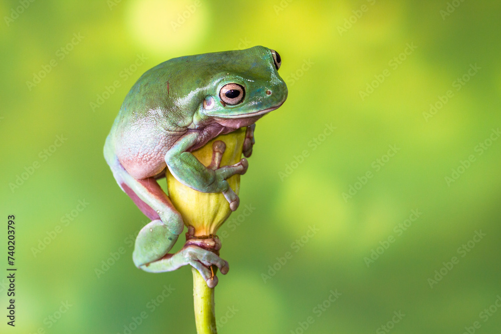 White's tree frog (Litoria caerulea), also known as the Australian ...