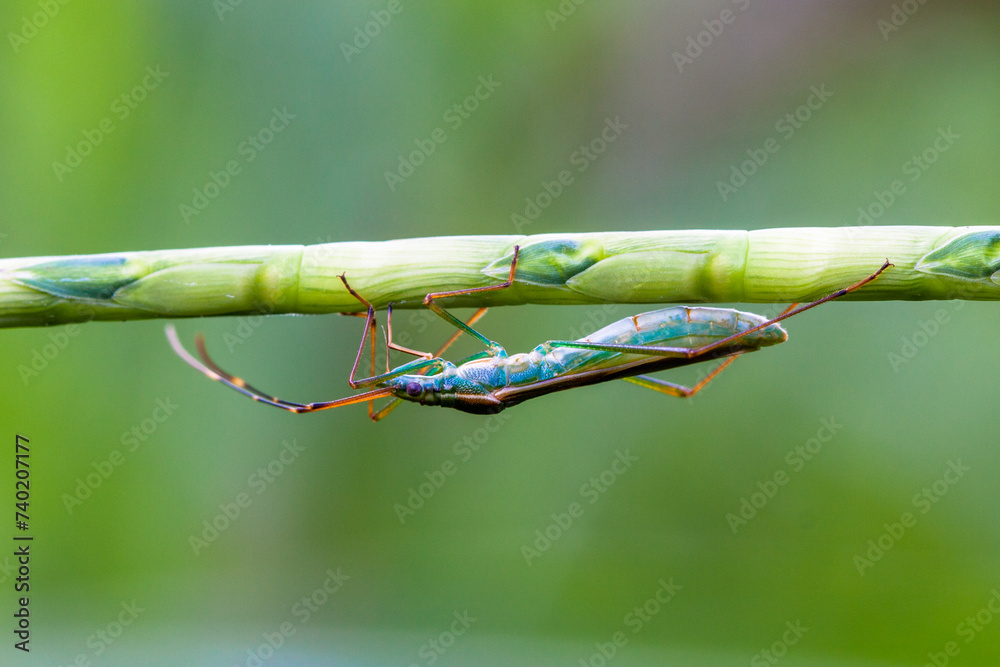 Leptocorisa oratoria, the rice ear bug, is an insect from the family ...