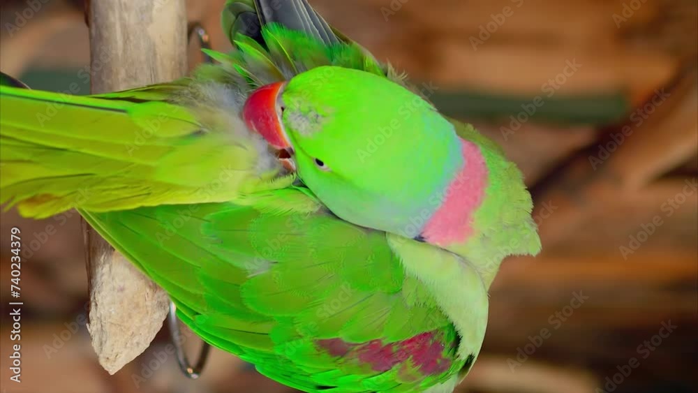 Alexandrine parakeet sits on tree branch cleaning itself vertical video ...