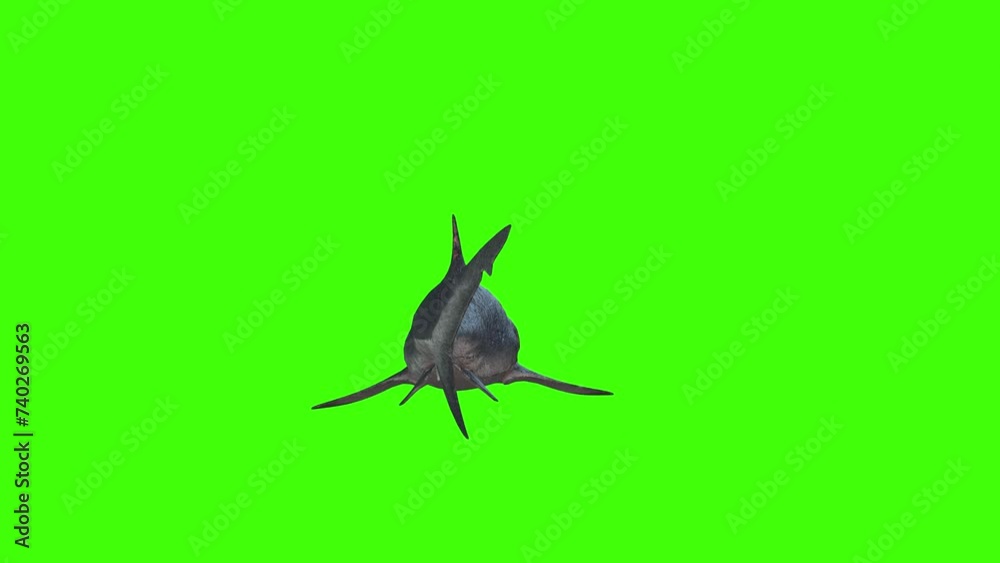 4k giant Man eater shark swimming loop on chroma-key, 3D Shortfin mako ...