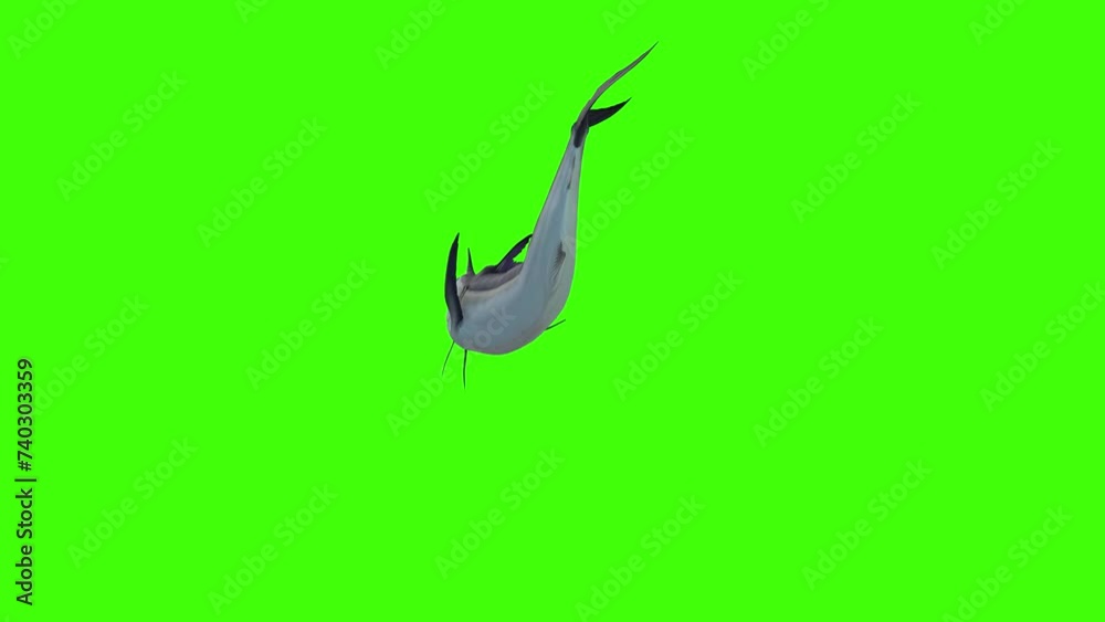 3D swordfish in underwater death side view loop Animation on Green ...