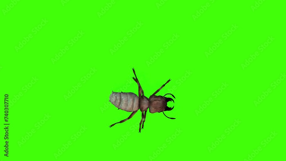 3D Termite insect walking on wall loop on chroma key, 4k Isoptera worm ...