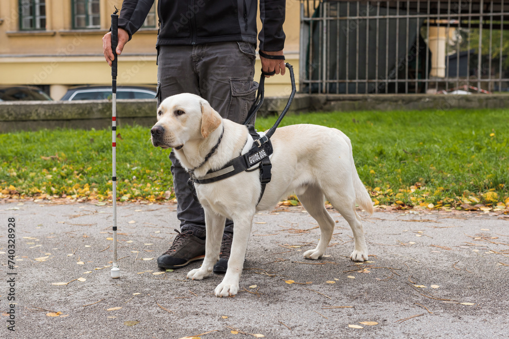 Guide dog helping a visually impaired man to cross the street at the ...