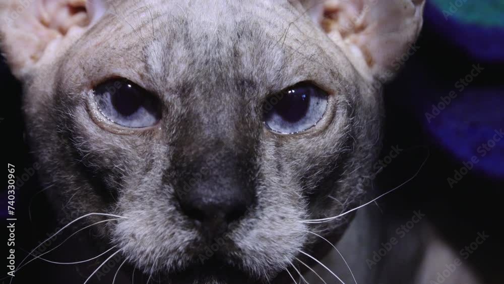 A gray Sphynx cat is looking into the camera. Cat Behind bars in a cage ...