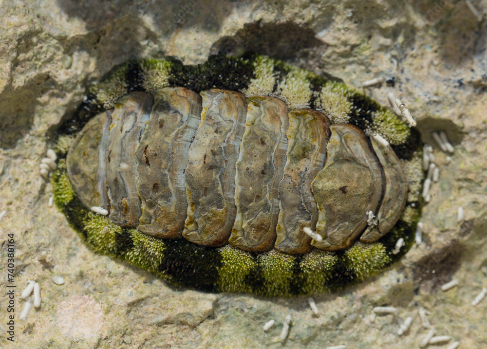 Acanthopleura haddoni, tropical species of chiton. The fauna of the Red ...
