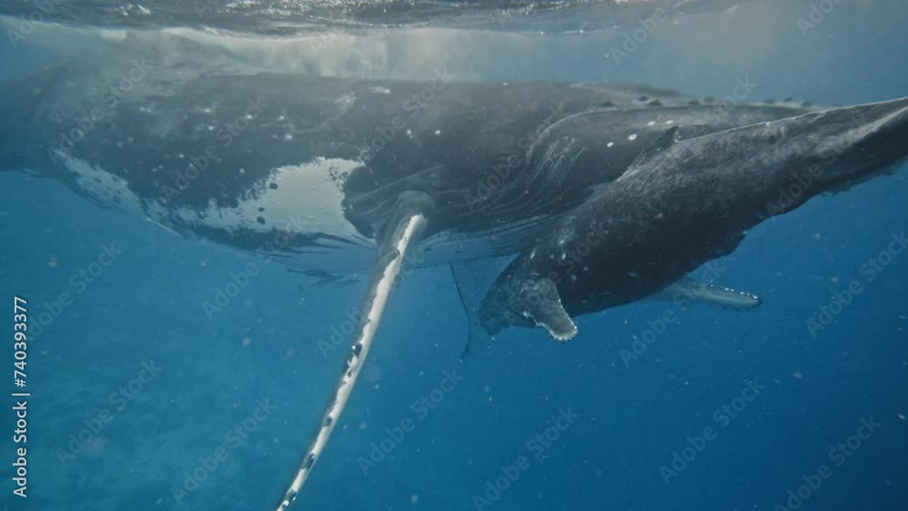 Super Rare Close-Up Of A Humpback Whale Calf Approaching Mom's Mammary ...