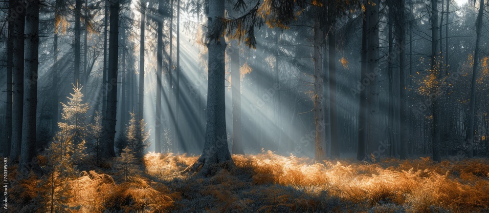 This daytime photo captures a natural spotlight effect as sunlight ...