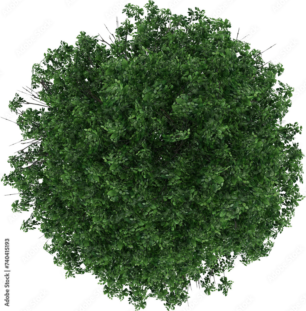 isolated 3D Tree Shrub Canopy Illustration Render with white background ...