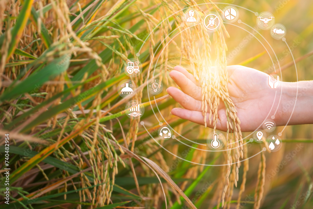 Foto de Female hand touching rice in a paddy rice field and smart ...