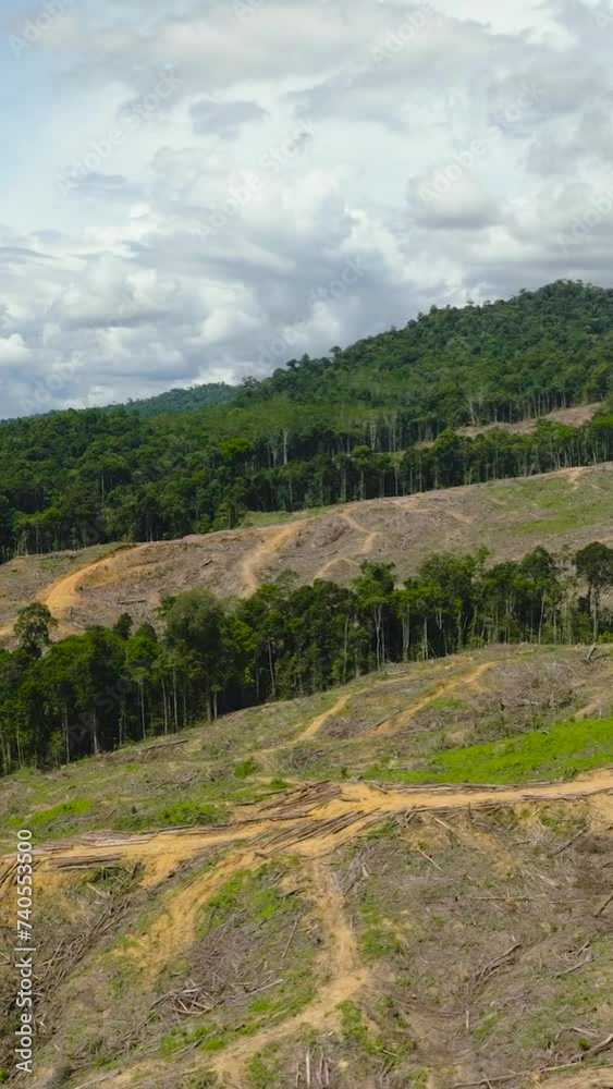 Top view of deforestation of the jungle and rainforest for oil palm ...