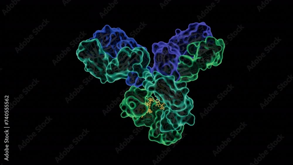Rotating antibody (human immunoglobulin G containing water accessible ...