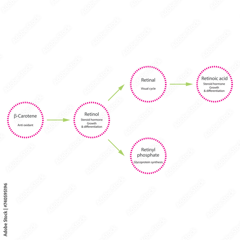 Diagram showing roles of β Carotene, retinol, retinal and retinoic acid ...