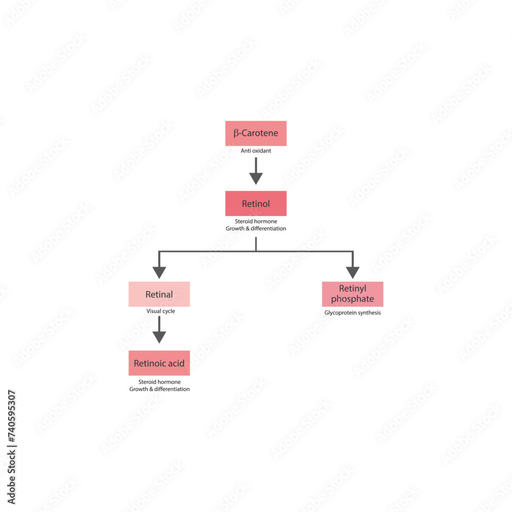 Diagram showing roles of β Carotene, retinol, retinal and retinoic acid ...