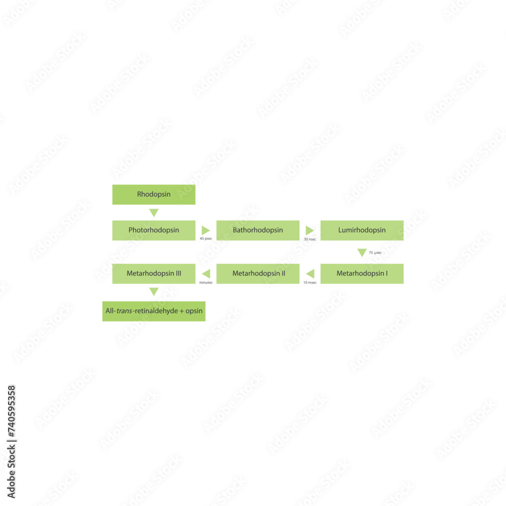 Diagram showing stages of the visual cycle - rhodopsin excitation ...