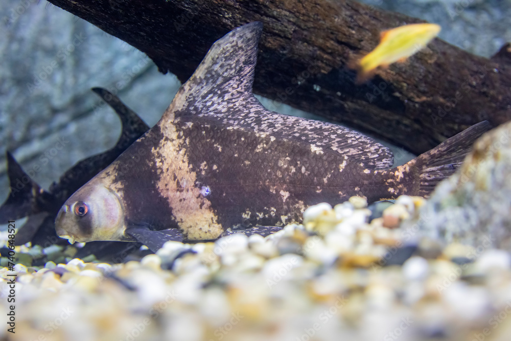 The Chinese high-fin banded shark (Myxocyprinus asiaticus) is a popular ...