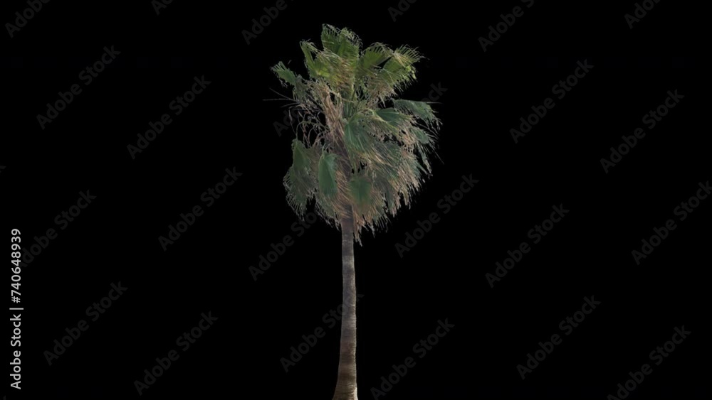 Isolated Tall palm with mix of green and brown frond against black ...