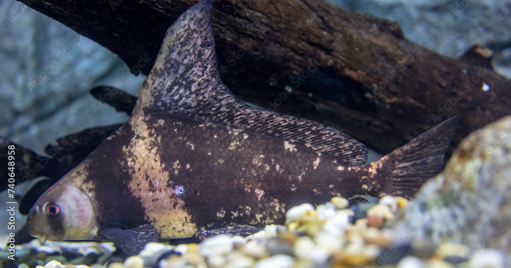 The Chinese high-fin banded shark (Myxocyprinus asiaticus) is a popular ...