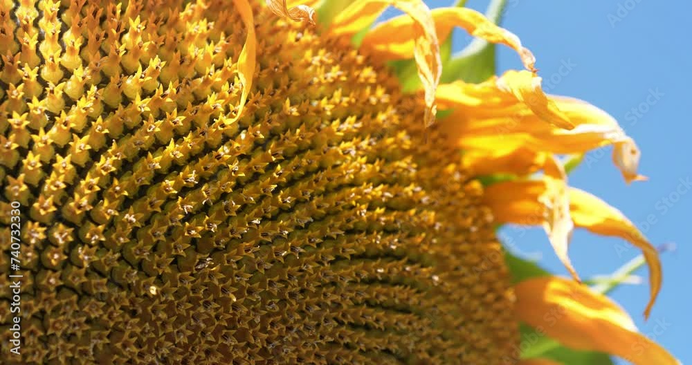Sunflower seeds. Fibonacci golden ratio in nature and sunflower seeds ...