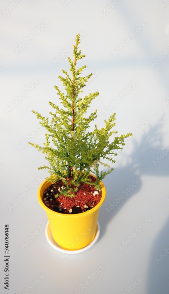 Cupressus macrocarpa, wilma,goldcrest, plants, green Stock Photo ...