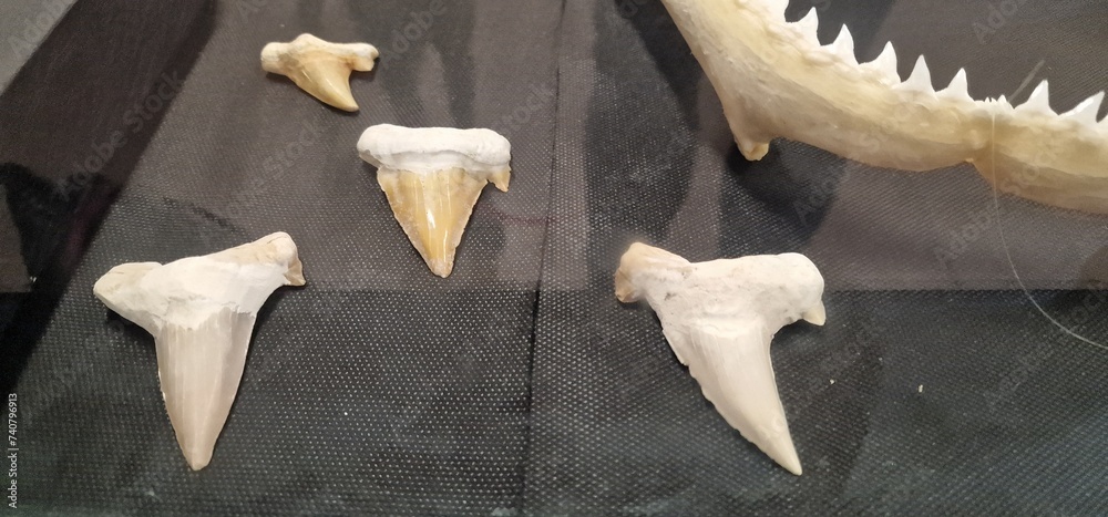 jaws of carcharhinus leucas lemon shark and taurus shand tiger shark ...