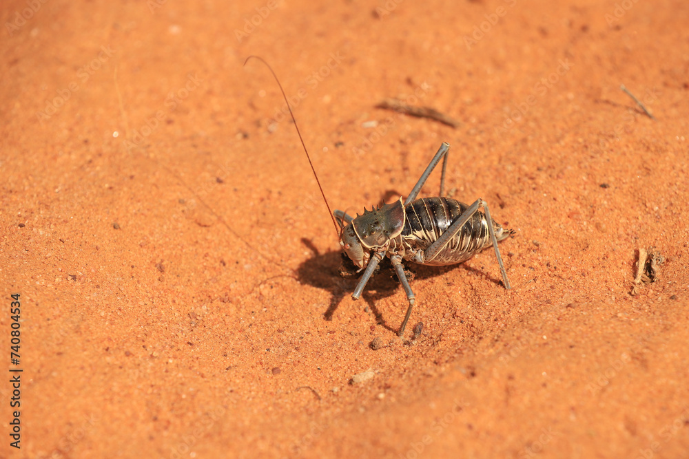 armoured ground cricket in the red sand of kalahari desert Stock Photo ...