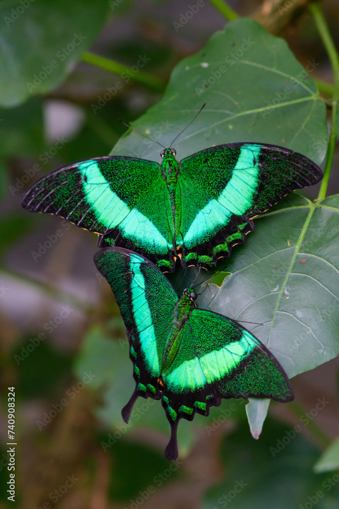 Papilio palinurus, the emerald swallowtail, emerald peacock, or green ...