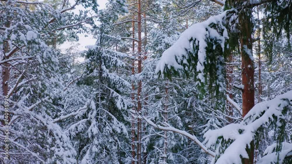 Drone flight in old boreal spruce forest in winter. European nature. Stock-Video | Adobe Stock