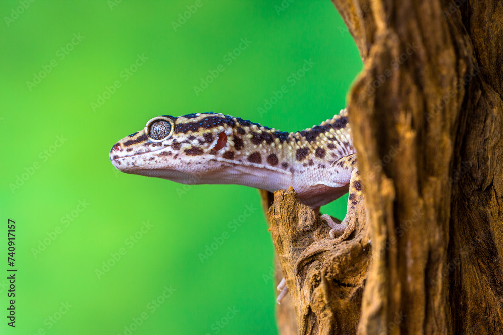 The leopard gecko or common leopard gecko (Eublepharis macularius) is a ...