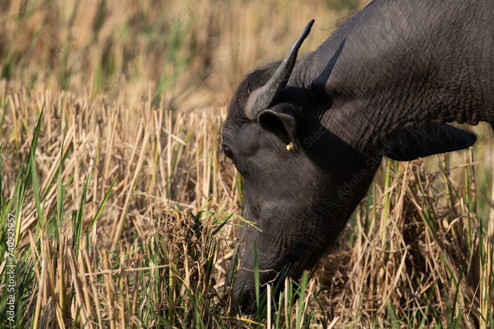 Buffalo: Indian buffalo, also known as the water buffalo, is a large ...