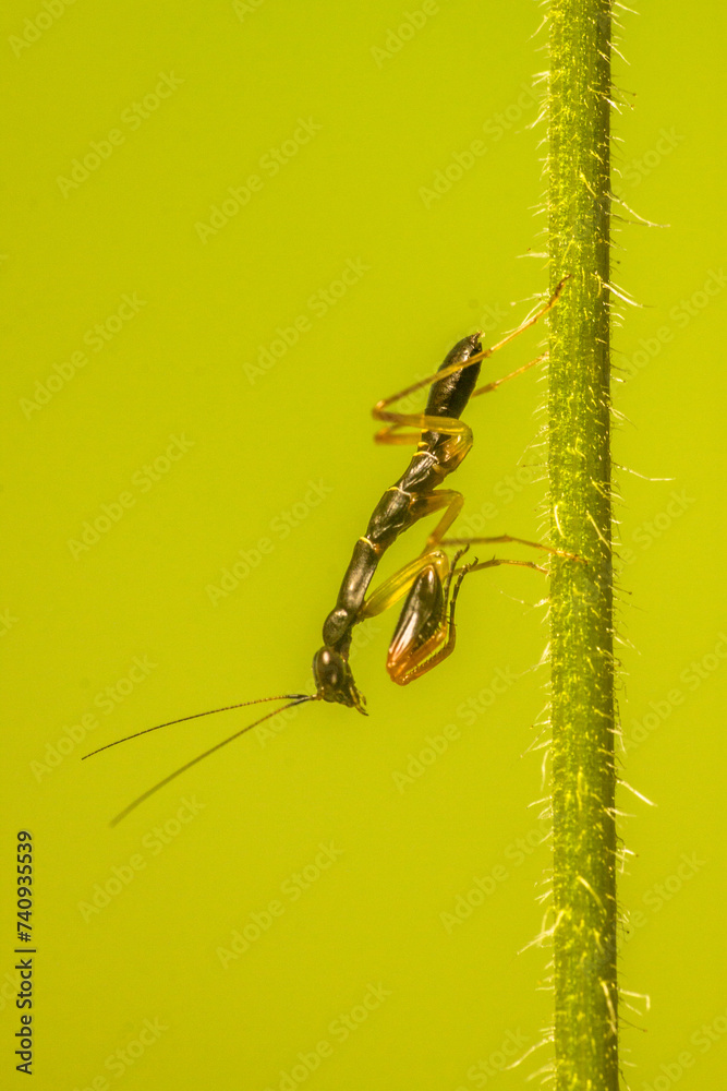 Odontomantis planiceps is a small mantis, with adult size ranging from ...