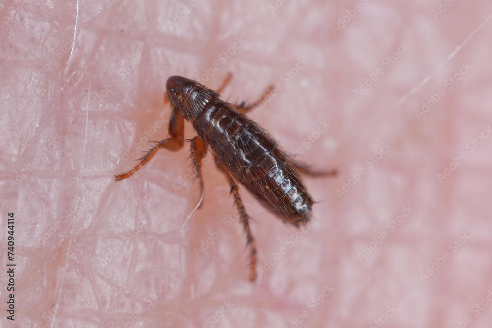 A flea biting on the skin of human hand, drinking blood. A nuisance ...