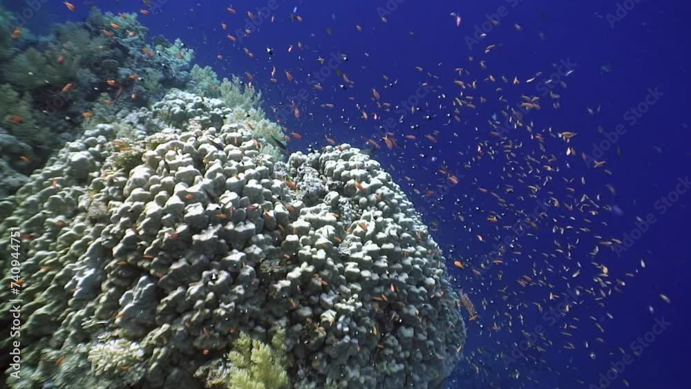 Fish on underwater coral reef are impressively beautiful and calming ...