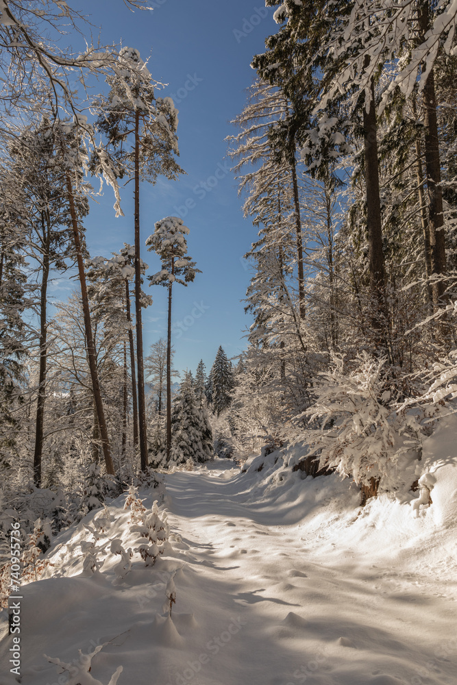 ampia visuale panoramica in verticale su di un bosco di montagna ...