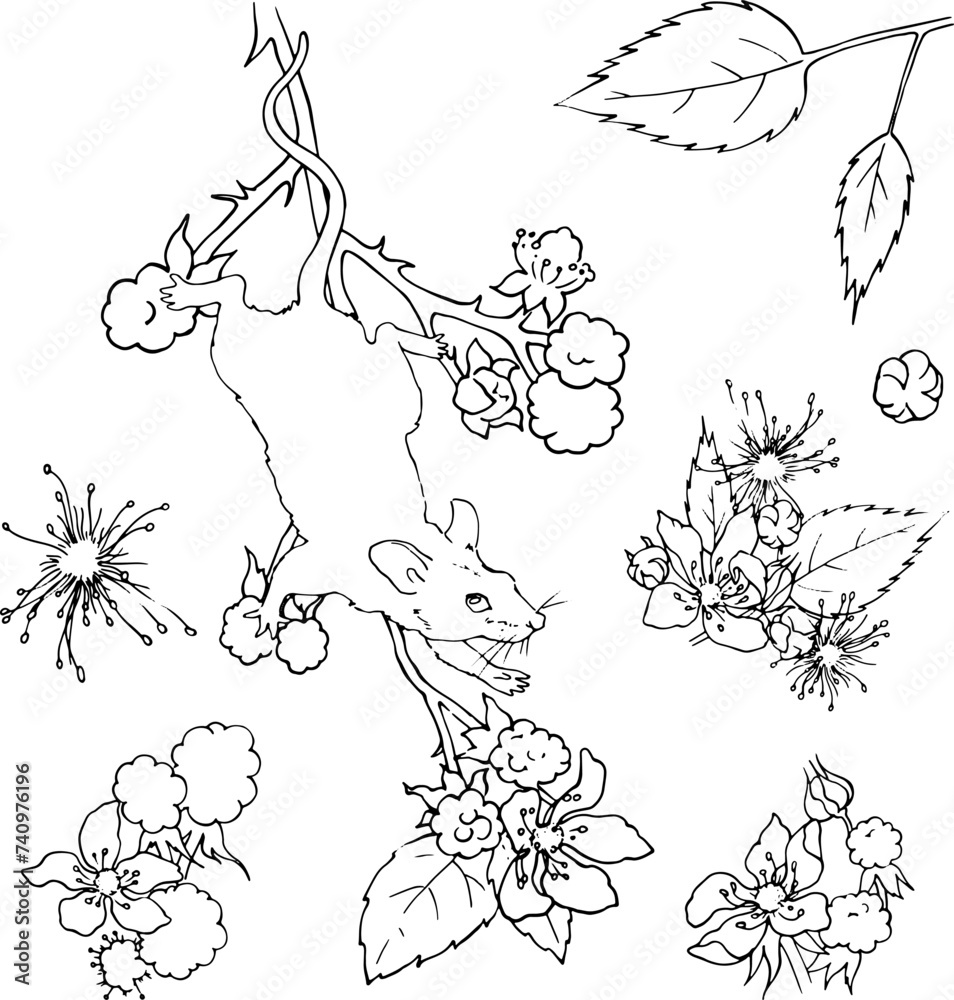 A small mouse on a blackberry branch. Linear drawing of animals and ...