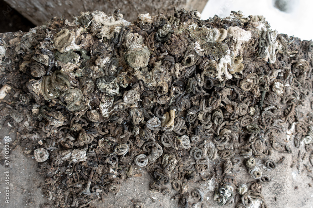 Bird droppings on a large area under the nesting site of urban pigeons ...