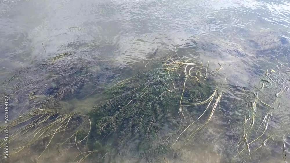 blooming green algae in dirty water, world environmental problems ...