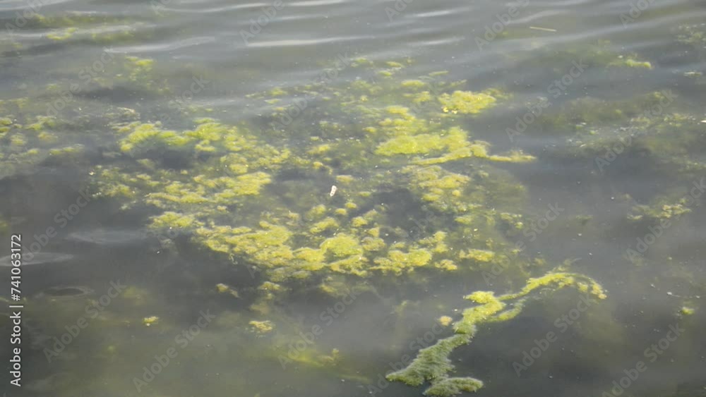 blooming green algae in dirty water, world environmental problems ...