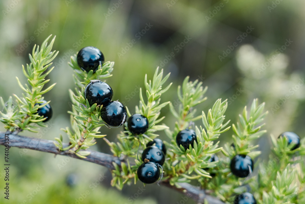 Coprosma ernodeoides, known as black-fruited coprosma in English and ...