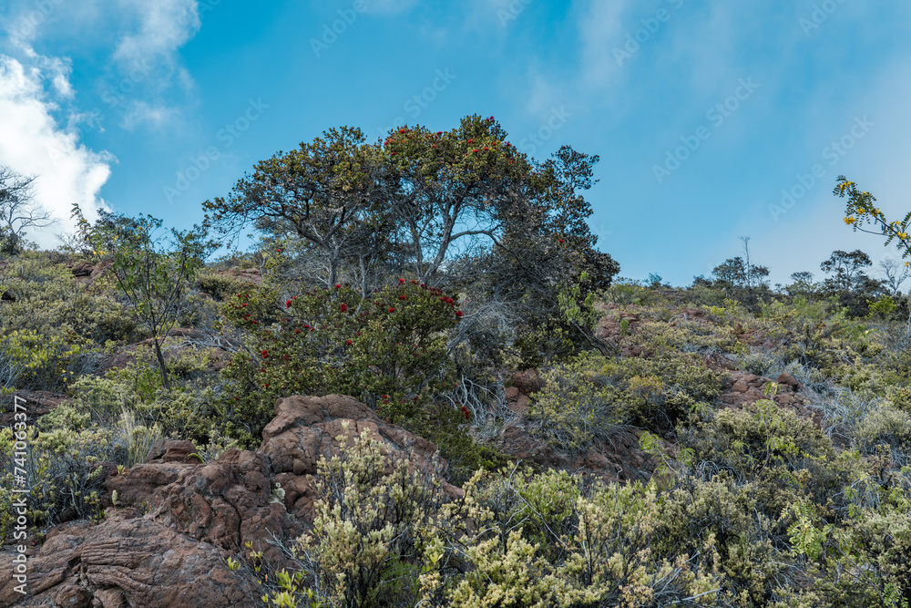 Metrosideros polymorpha, the ʻōhiʻa lehua, is a species of flowering ...