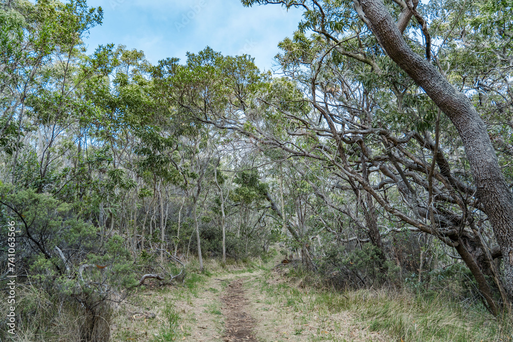 Acacia koa, commonly known as koa,[3] is a species of flowering tree in ...